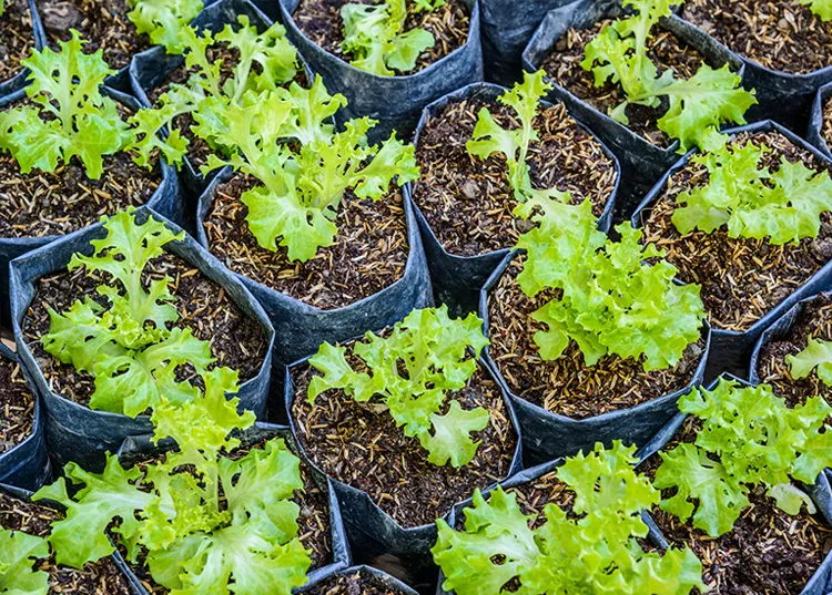 Centenary Geotex Pvt. Ltd